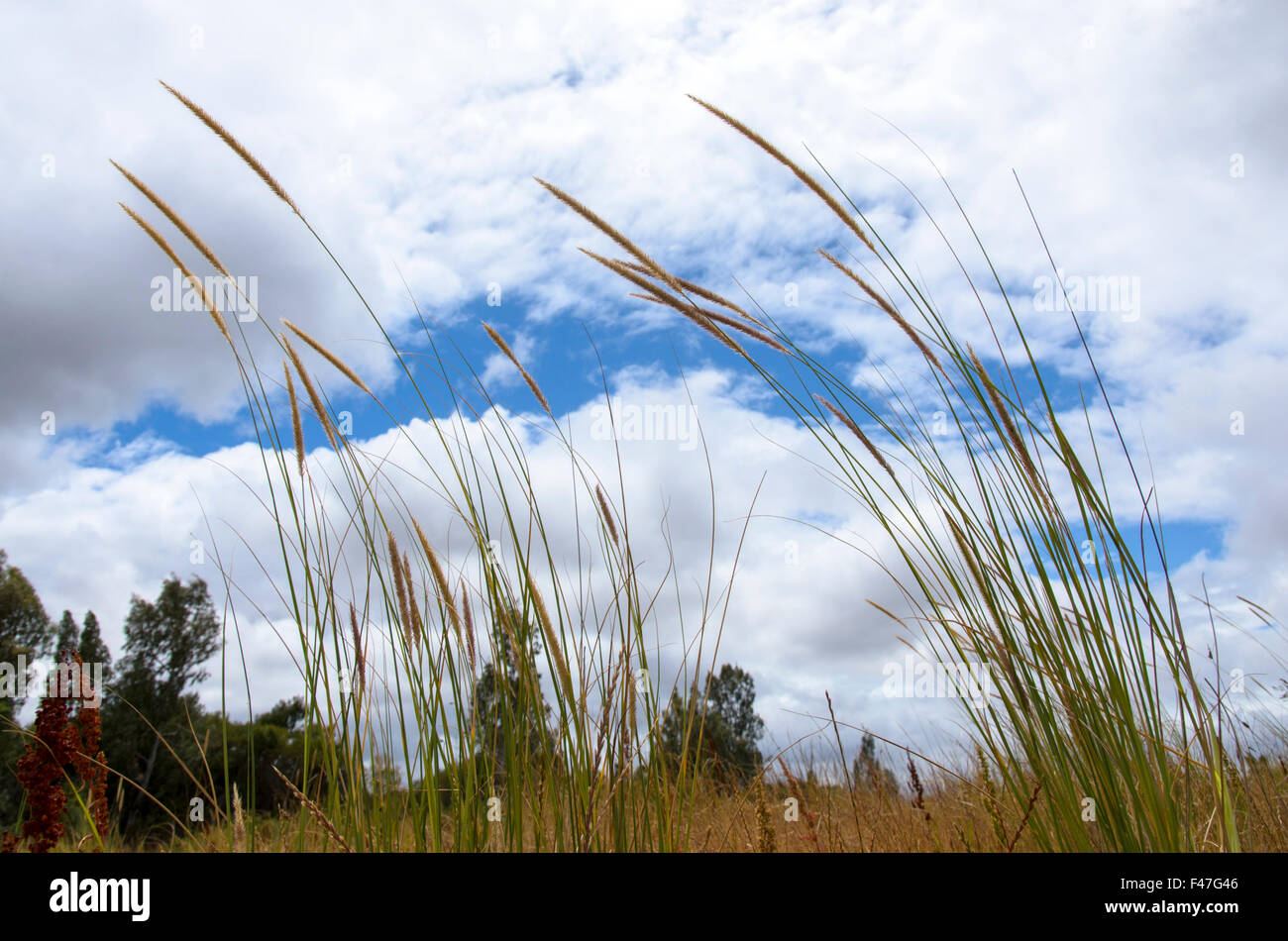 Grasses in the wind Stock Photo - Alamy