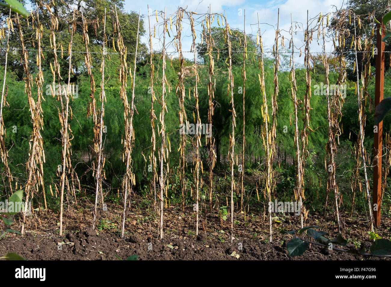 Beans growing on canes being saved for seed in the vegetable garden at ...