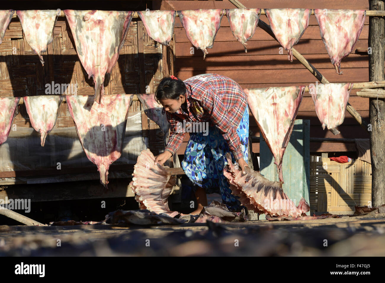 ASIA MYANMAR MYEIK DRY FISH PRODUCTION Stock Photo - Alamy