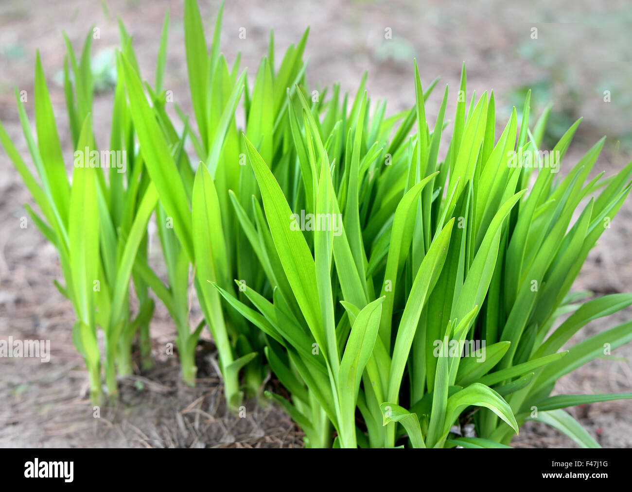 Green sprouts hi-res stock photography and images - Alamy