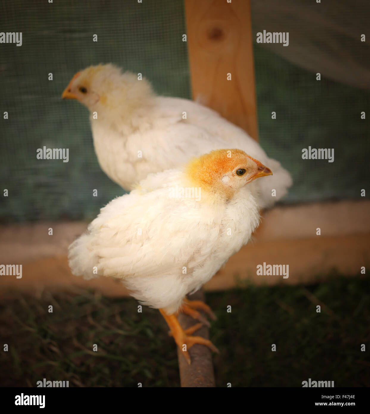 Photo of chickens hi-res stock photography and images - Alamy