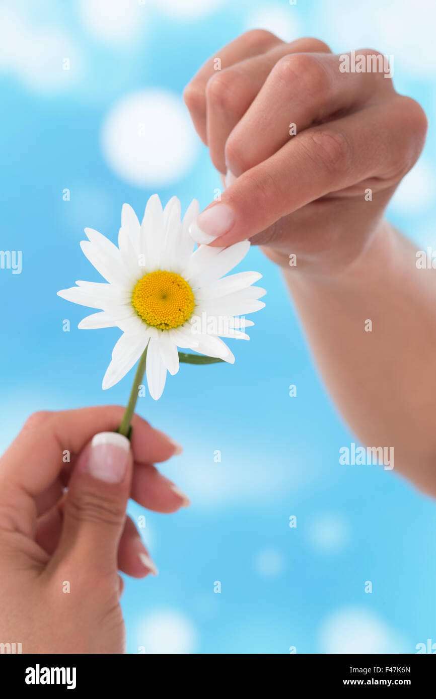 Lady daisy hi-res stock photography and images - Alamy