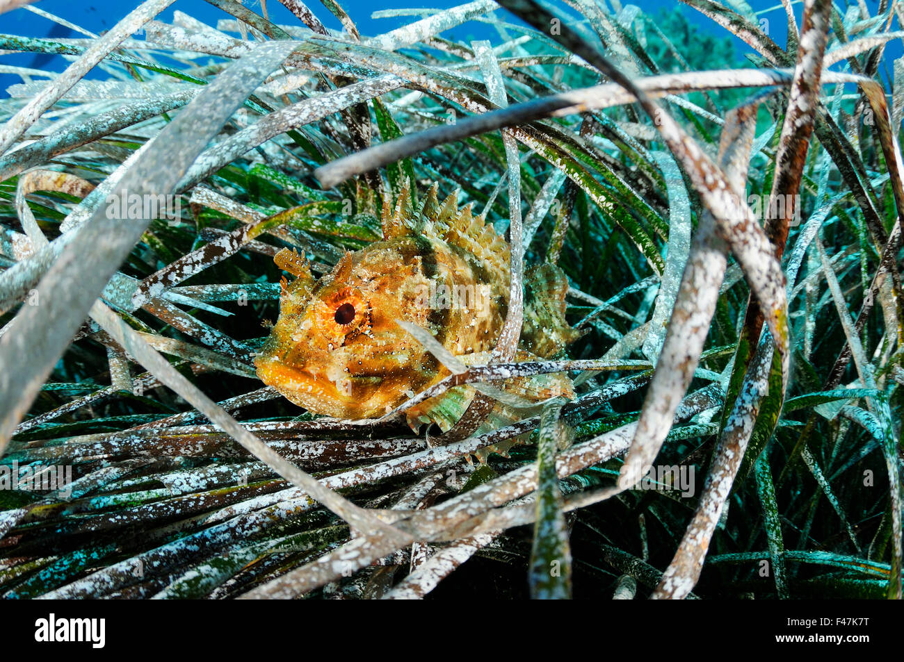 Scorpaena porcus, Small Scorpionfish or Black Scorpion fish, Xwejni-Bay ...