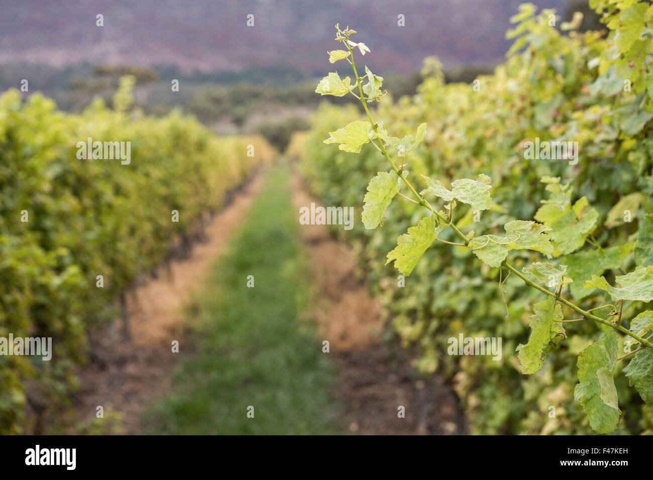 Image of a path of grape field Stock Photo - Alamy