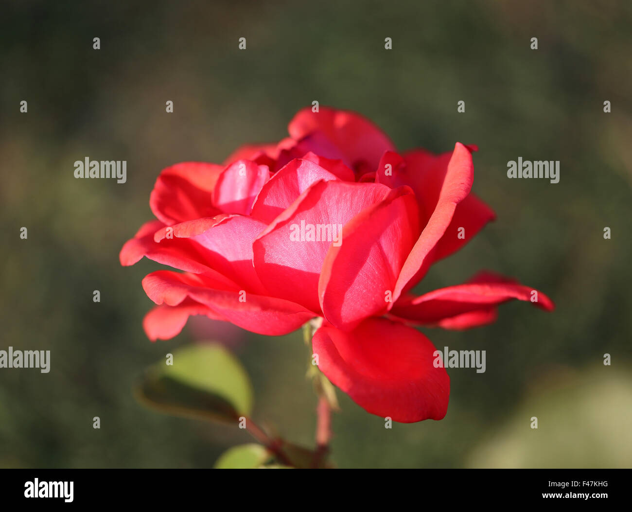 Beautiful flower of a rose is photographed close-up Stock Photo - Alamy