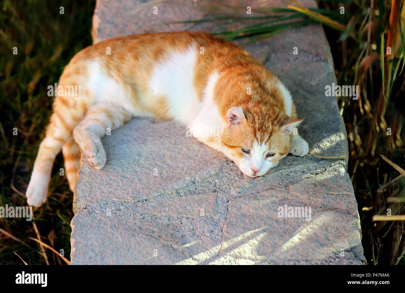 Beautiful cat sitting on the ground photographed close up Stock Photo ...