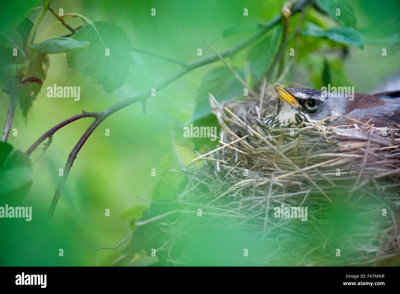 Fieldfare nest hi-res stock photography and images - Alamy