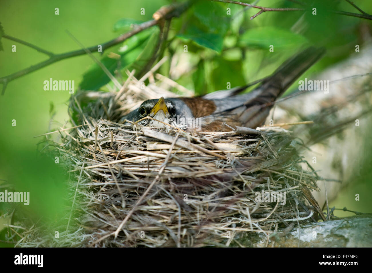 A fieldfare in its nest, Stockholm archipelago, Sweden Stock Photo - Alamy