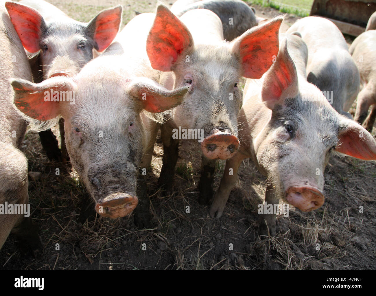 Pigs turning to the camera, Sweden Stock Photo - Alamy