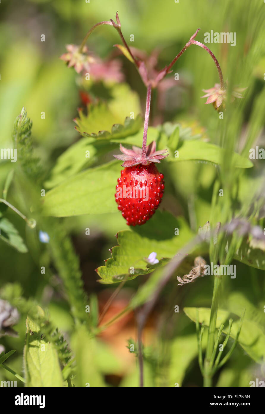 Delicious wild hi-res stock photography and images - Alamy