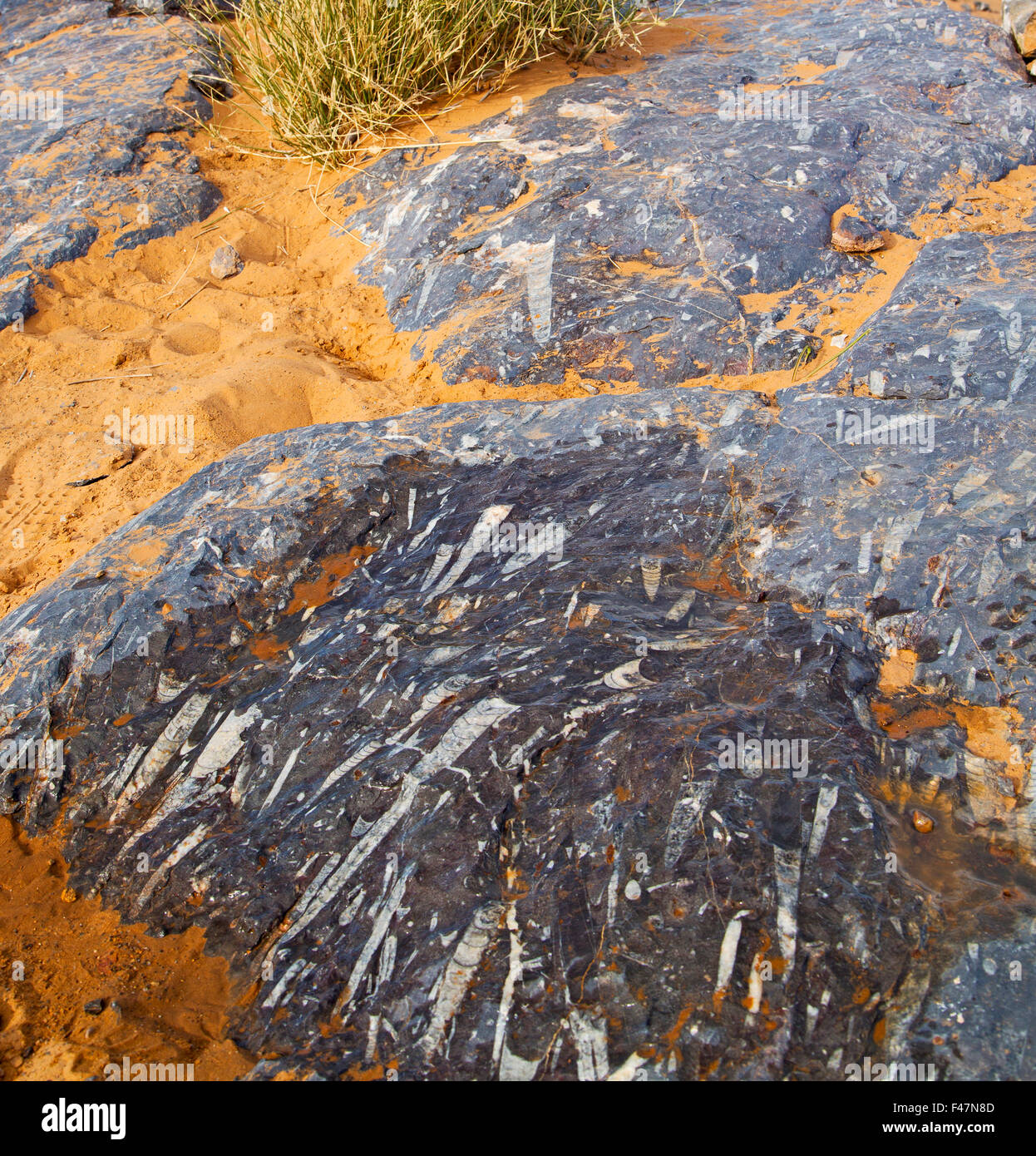 old fossil in the desert of morocco sahara and rock stone sky Stock ...