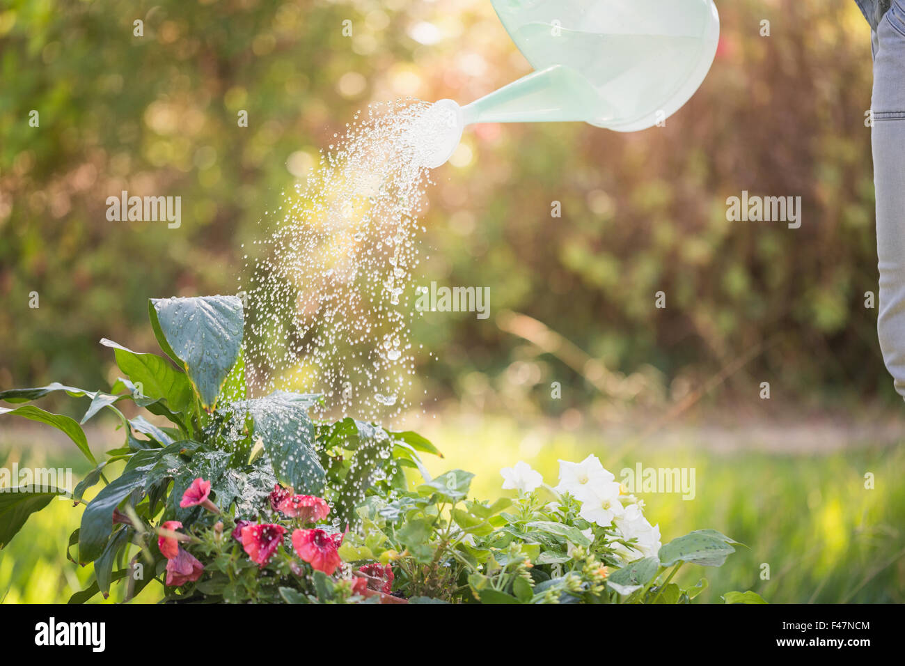 Watering can pouring water over flowers Stock Photo - Alamy