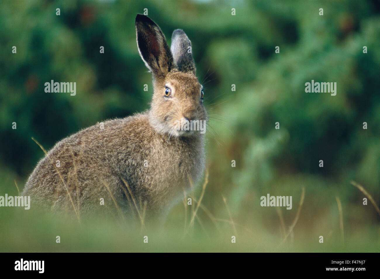 An alpine hare, Sweden Stock Photo - Alamy