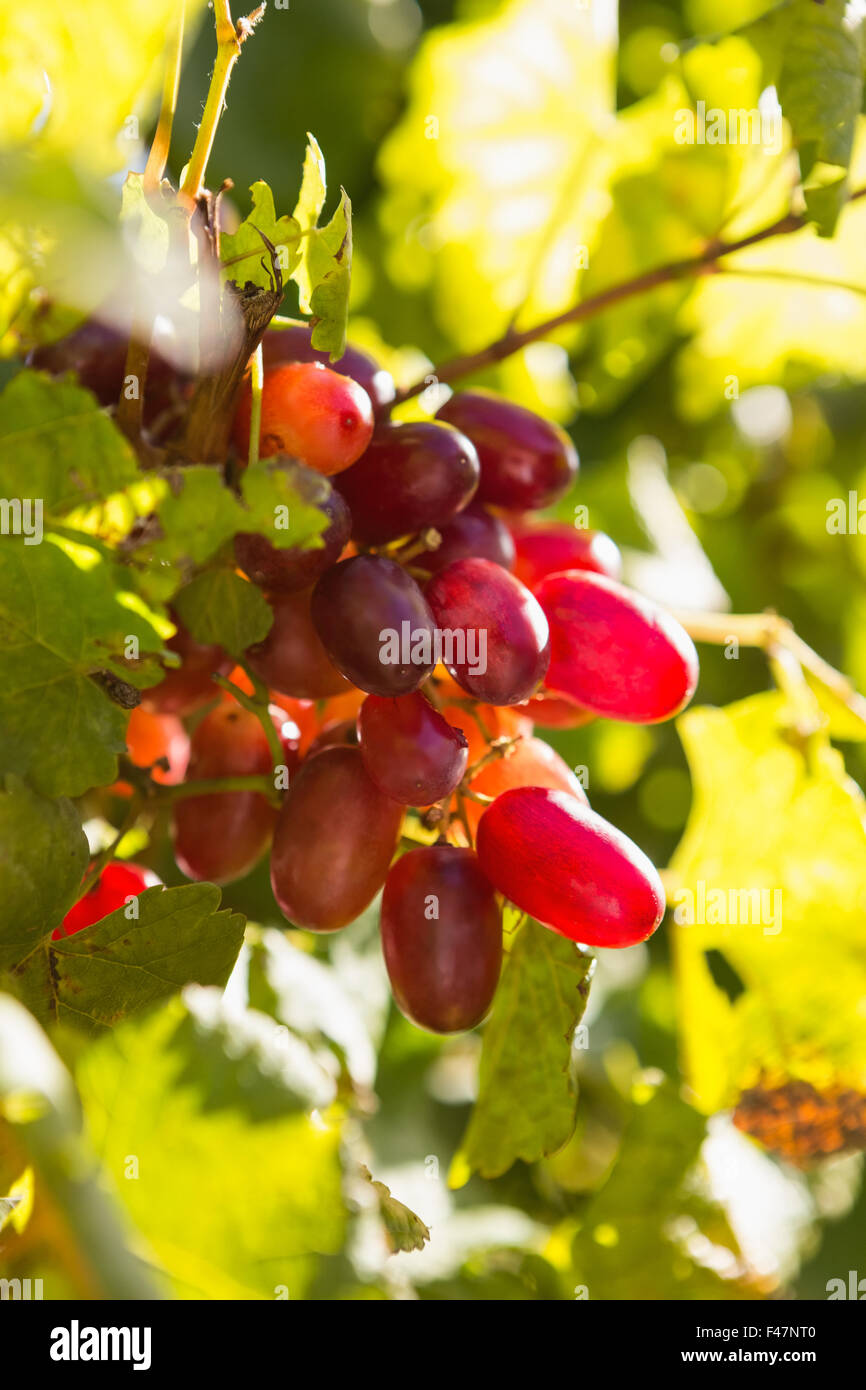 Hanging grapevine hi-res stock photography and images - Alamy