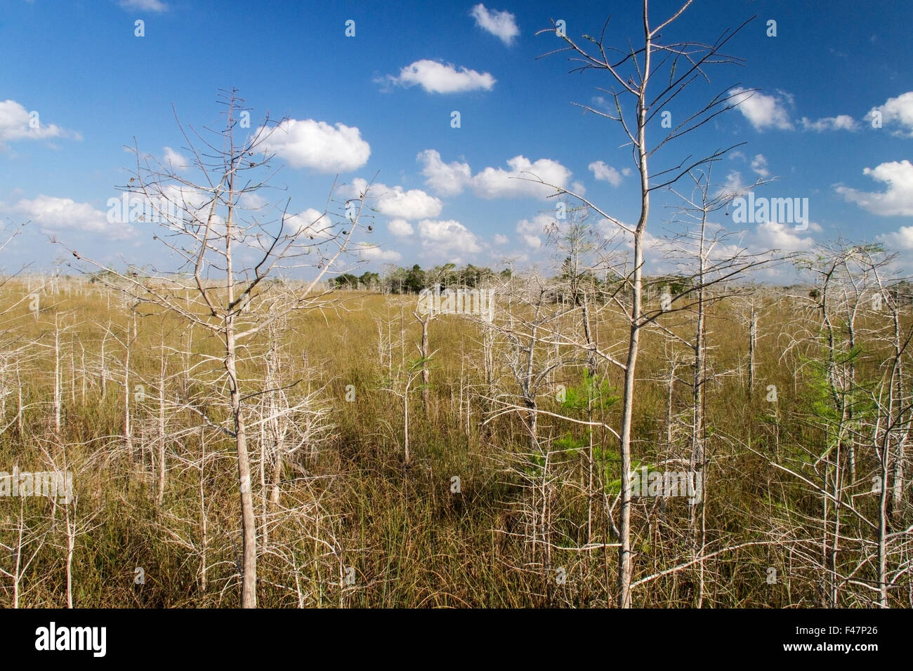 Bog body florida hi-res stock photography and images - Alamy