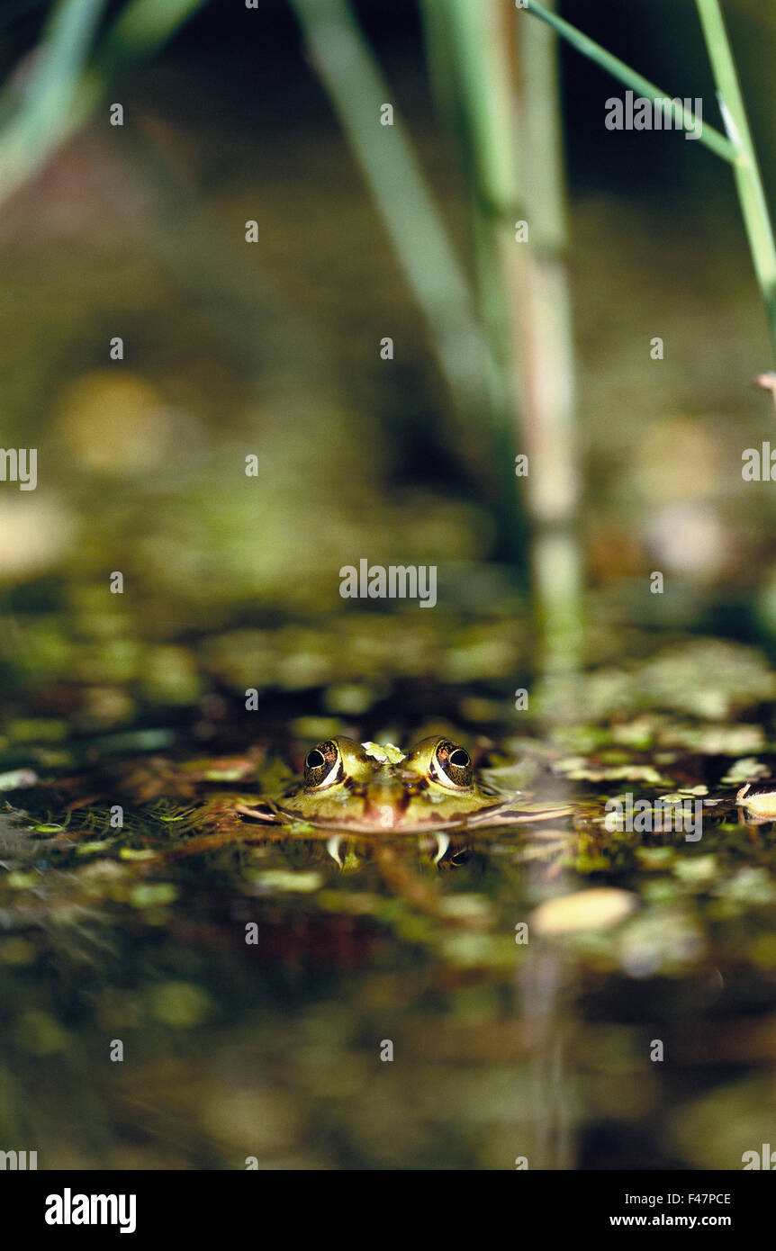 An Edible Frog in water, Sweden Stock Photo - Alamy