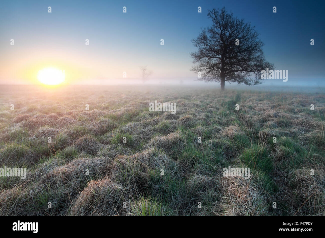 sunrise and little path to tree on marsh, Netherlands Stock Photo - Alamy