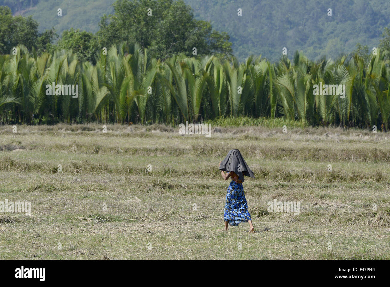 ASIA MYANMAR MYEIK AGRACULTURE PEOPLE Stock Photo - Alamy