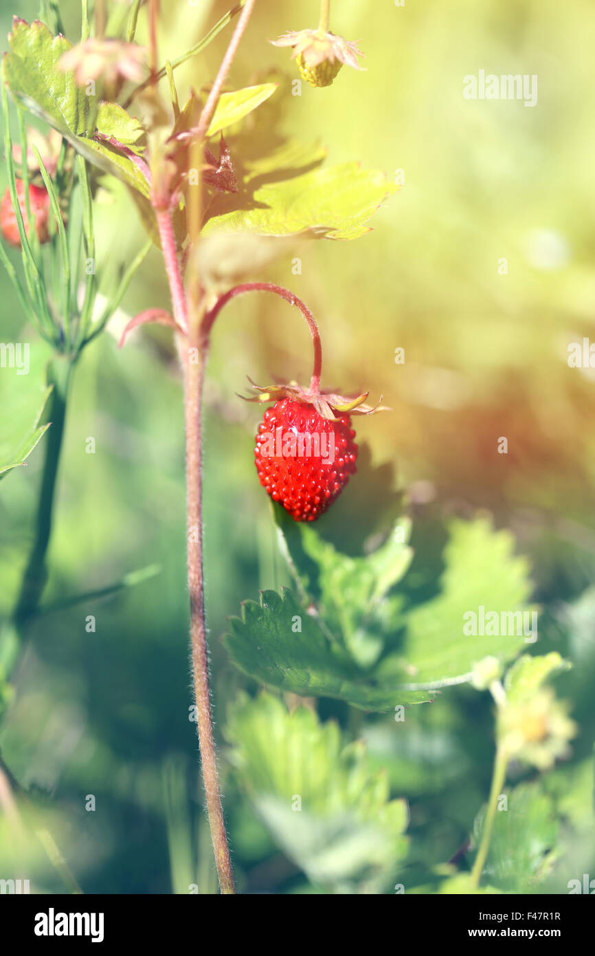 Delicious wild berry strawberry photographed close up Stock Photo - Alamy