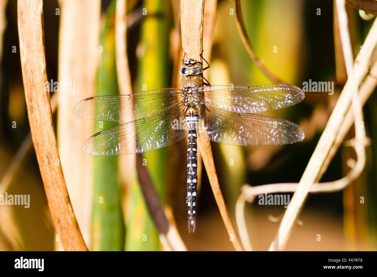 Migrant Hawker (Aeshna mixta) East Sussex, England, UK Stock Photo - Alamy