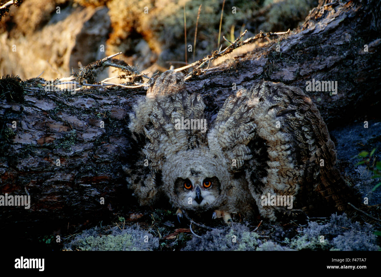 A young eagle owl, Finland Stock Photo - Alamy