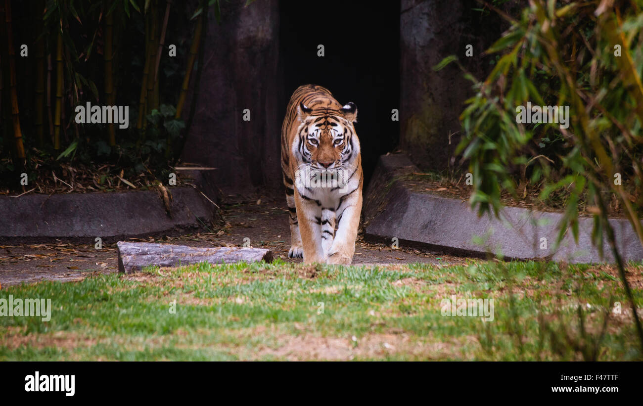 Tiger approaching from tunnel Stock Photo - Alamy