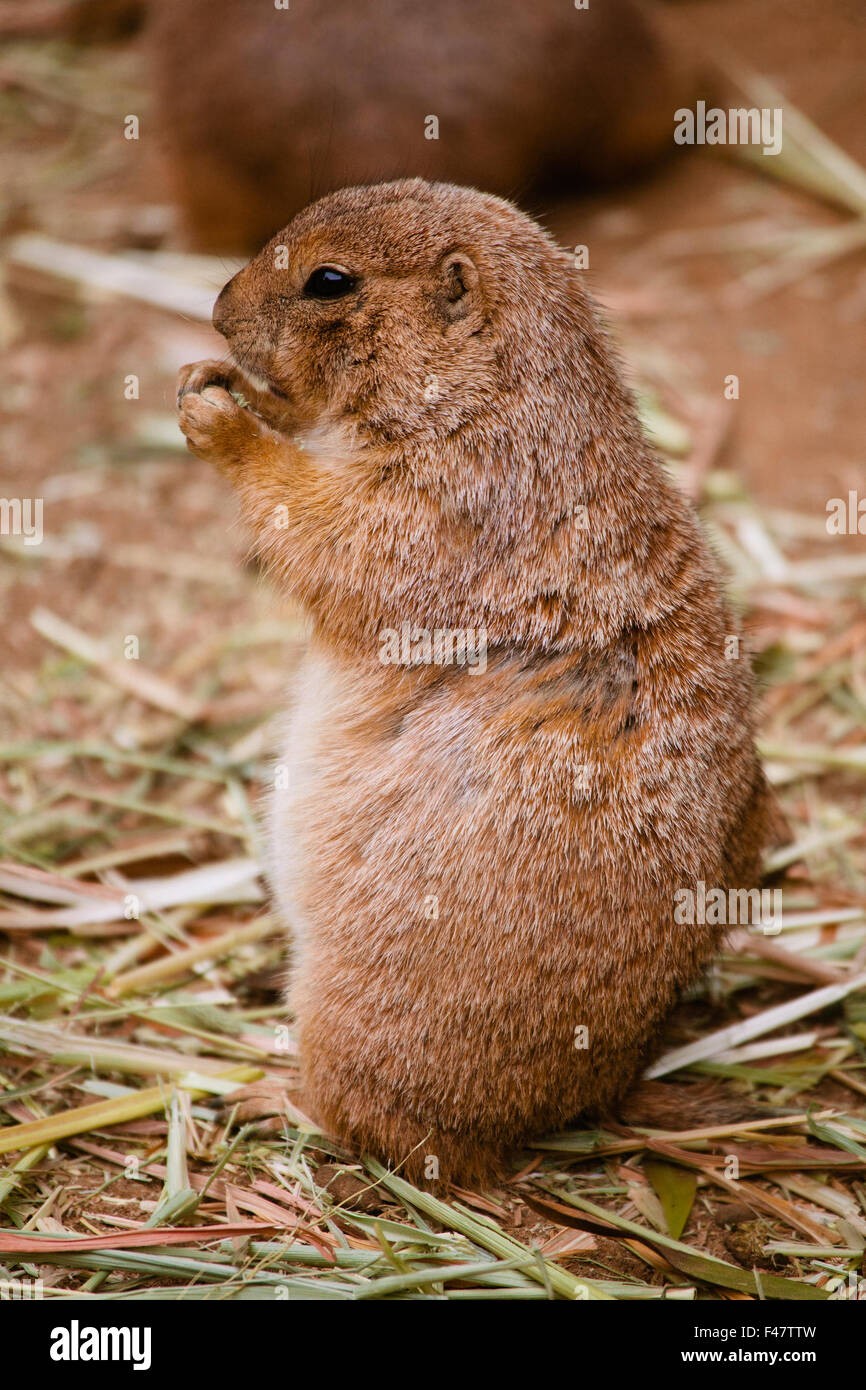 Prairie dog close up Stock Photo - Alamy