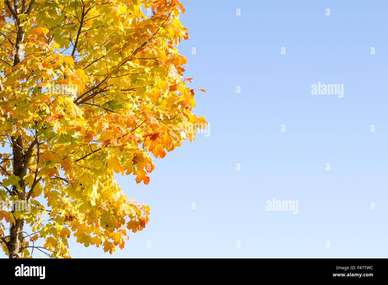 Autumn leaves with the blue sky background Stock Photo - Alamy