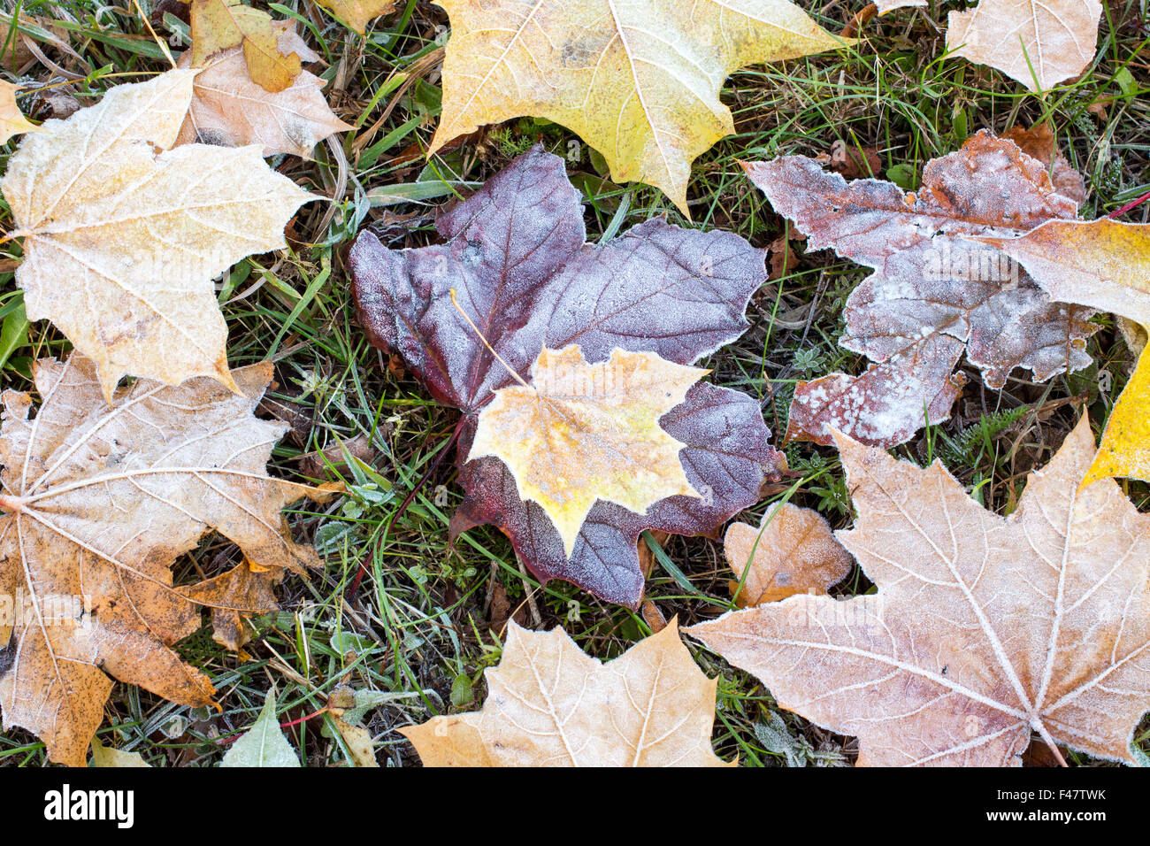 Frost on the ground hi-res stock photography and images - Alamy