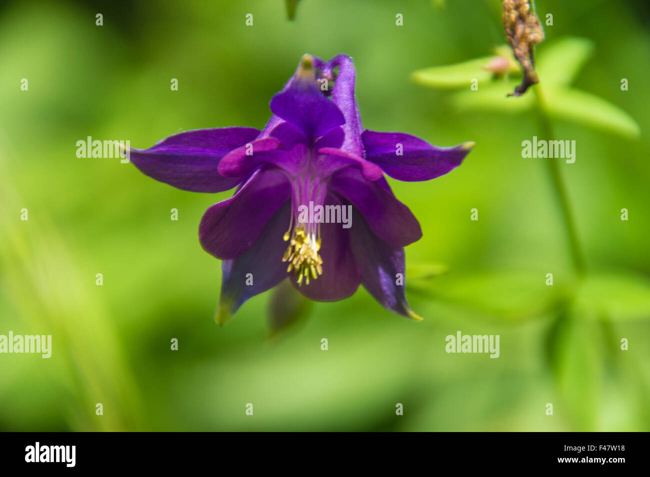 Ancolie flowers hi-res stock photography and images - Alamy