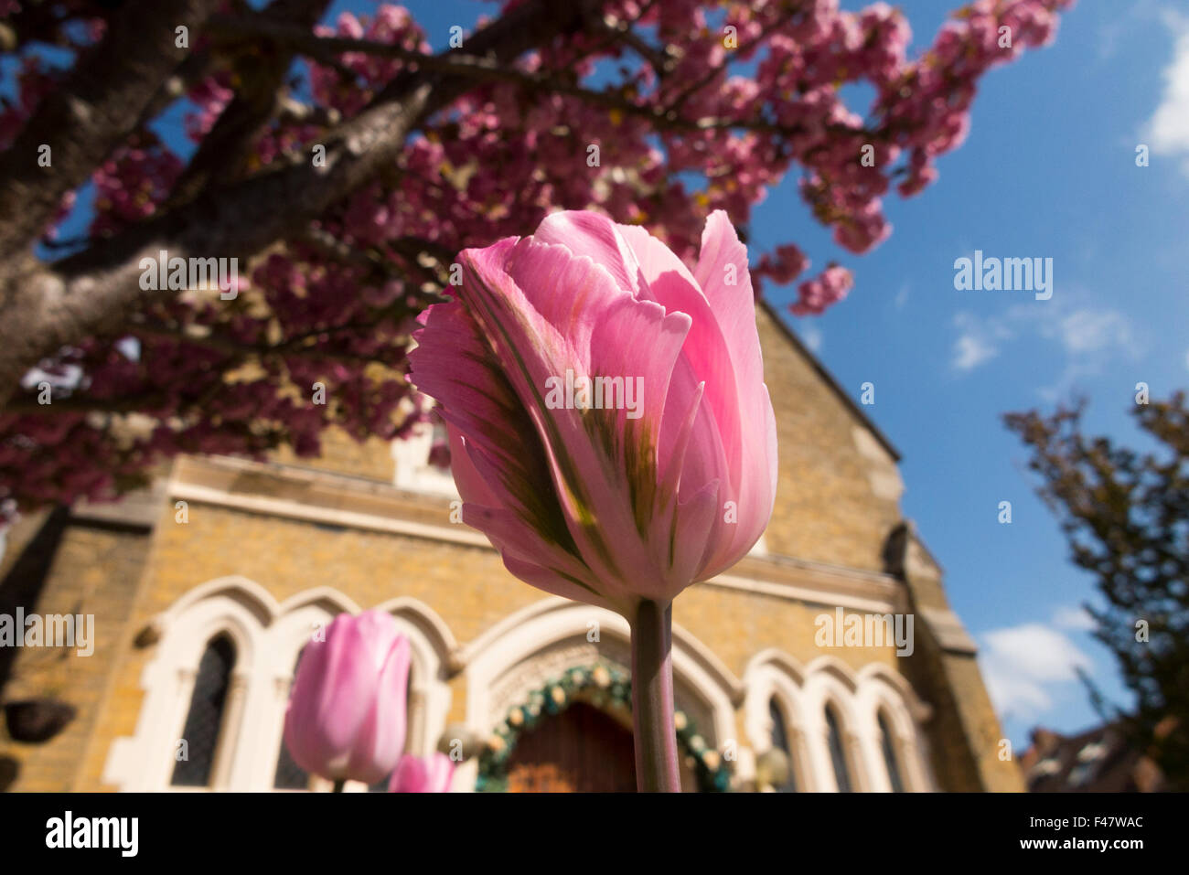 Pink tulips / tulip flower / flowers in the garden of suburban Catholic ...