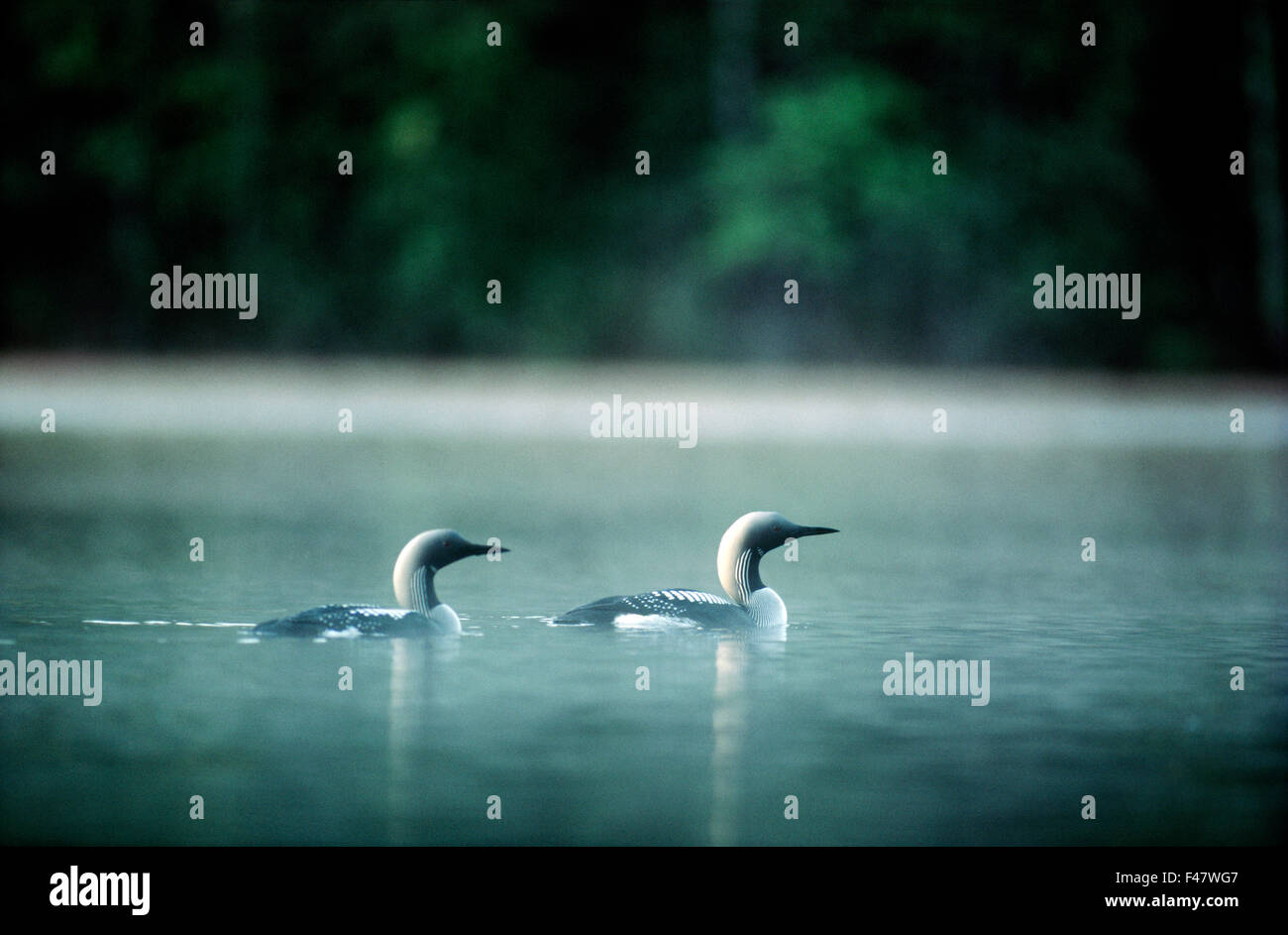 Wild animals in finland hi-res stock photography and images - Alamy