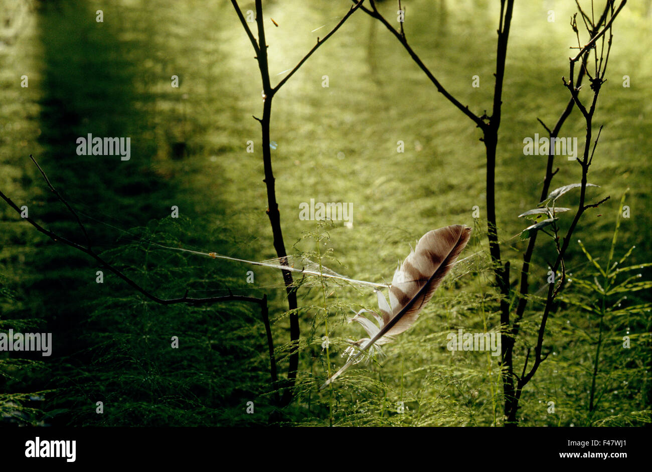 Hawk feather hi-res stock photography and images - Alamy