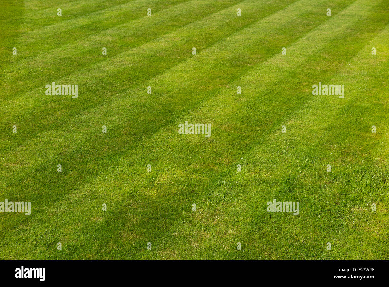 Stiped Lawn Background