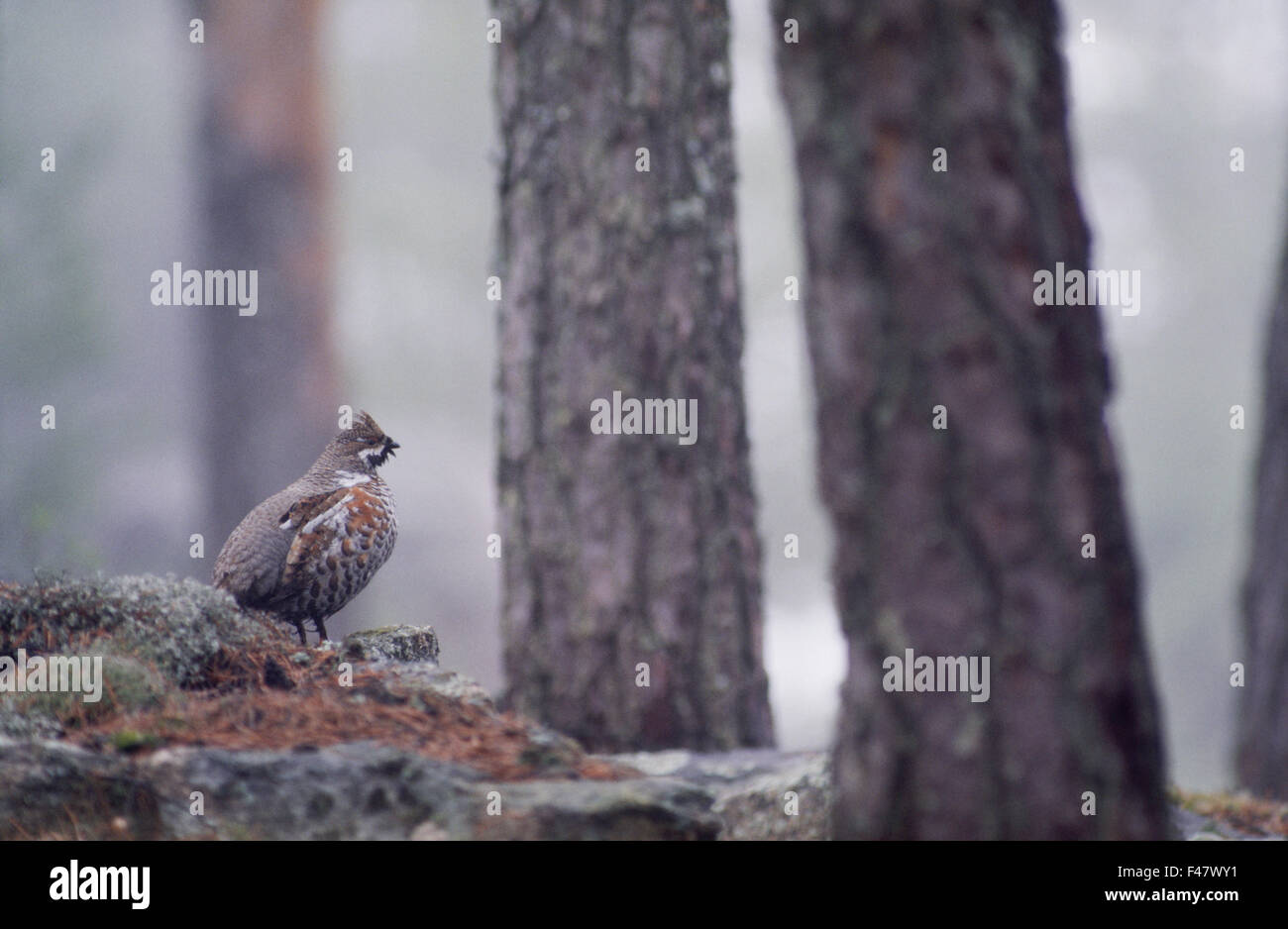 A hazel hen, Finland Stock Photo - Alamy