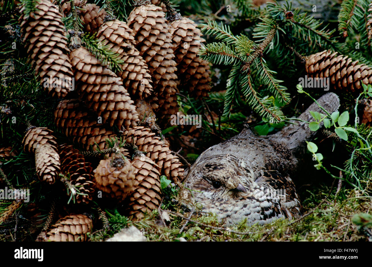 A hazel hen, Finland Stock Photo - Alamy