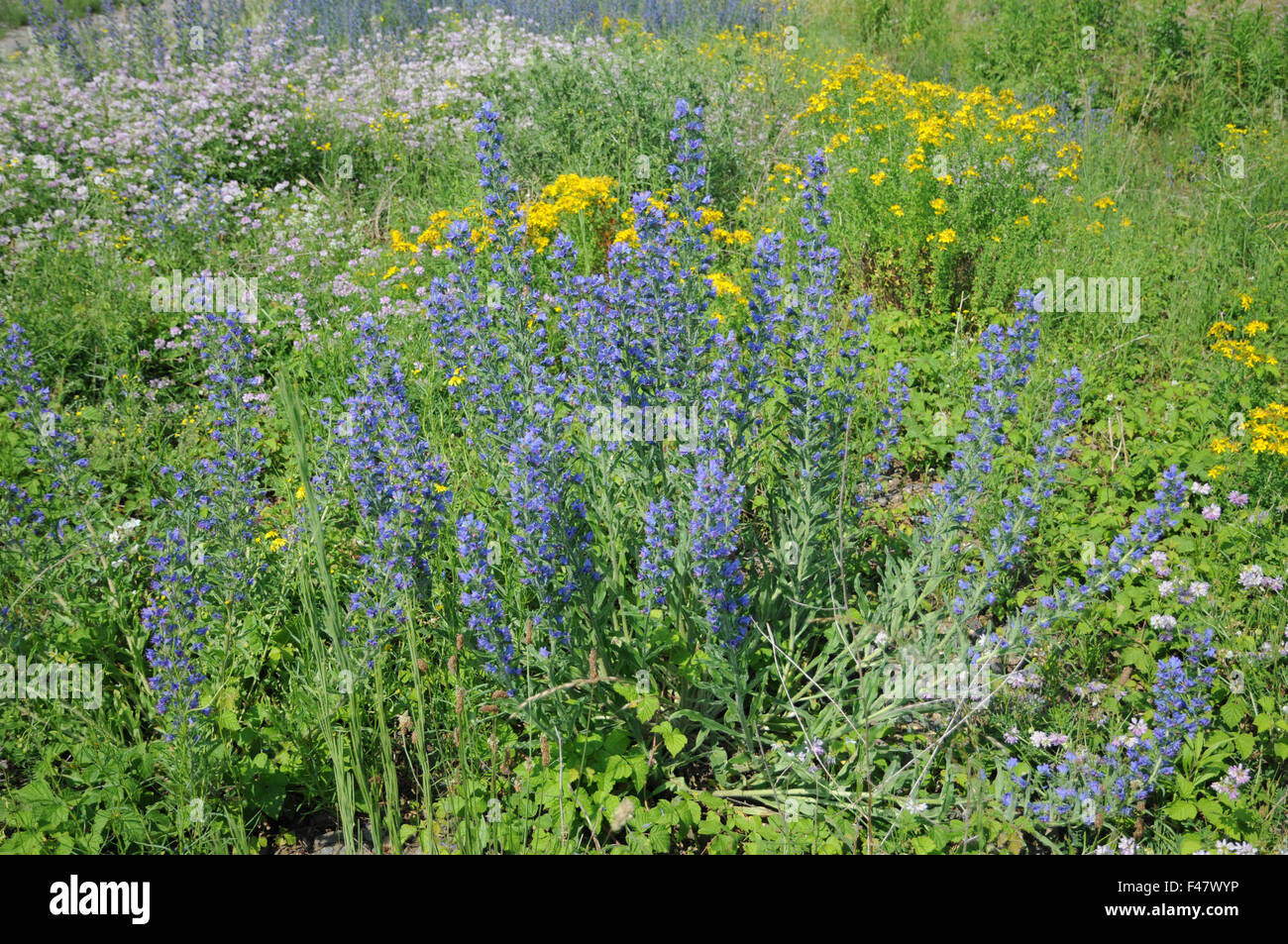 Vipers bugloss echium vulgaris hi-res stock photography and images - Alamy