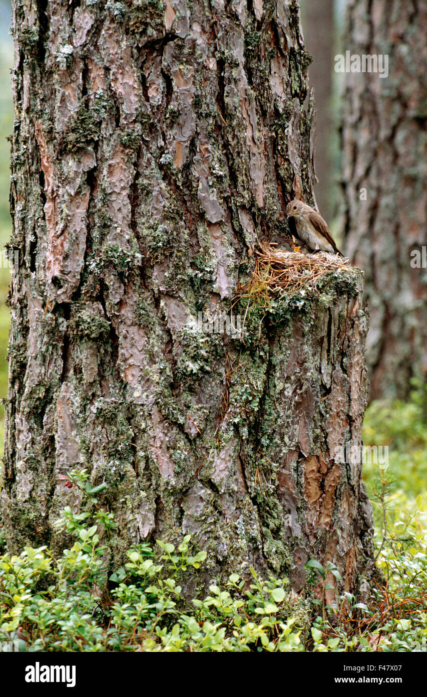 A Spotted Flycatcher in a tree, Finland Stock Photo - Alamy