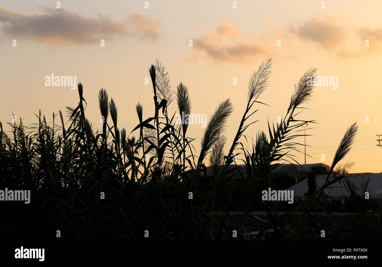 gorgeous very beautiful sunset over and plant Stock Photo - Alamy