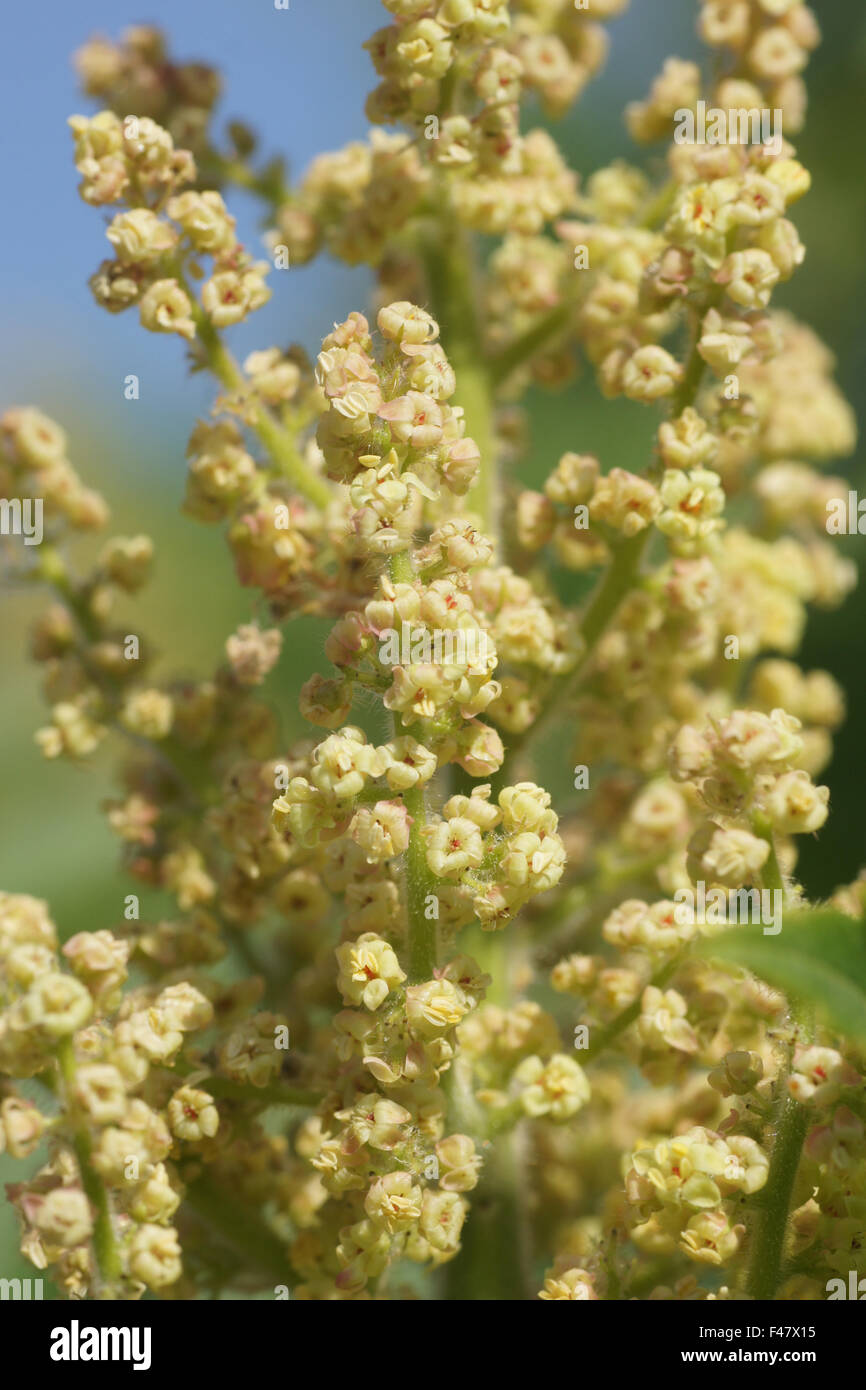 Sumac hi-res stock photography and images - Alamy