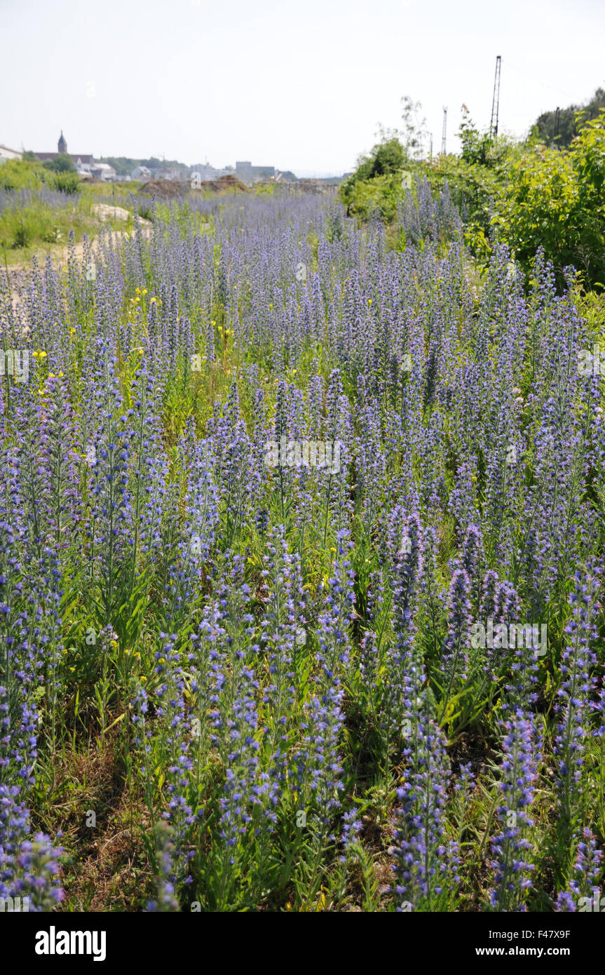 Vipers bugloss echium vulgaris hi-res stock photography and images - Alamy