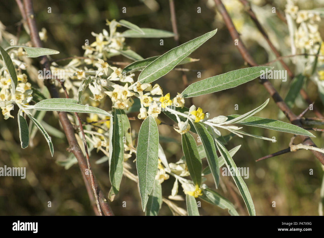 Silverberry hi-res stock photography and images - Alamy