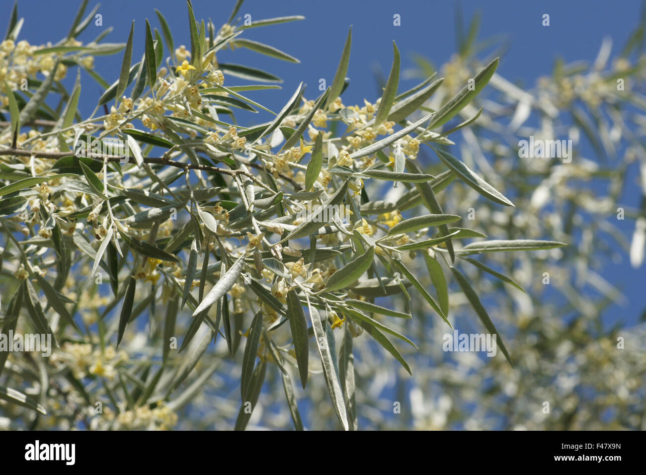 Silverberry hi-res stock photography and images - Alamy