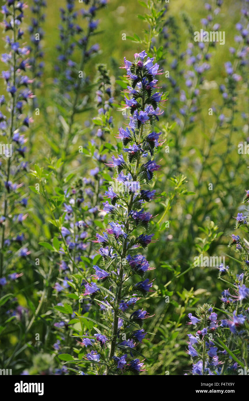 Vipers bugloss echium vulgaris hi-res stock photography and images - Alamy