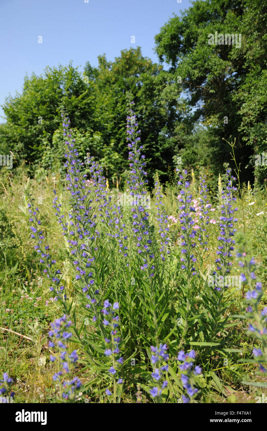 Vipers bugloss echium vulgaris hi-res stock photography and images - Alamy