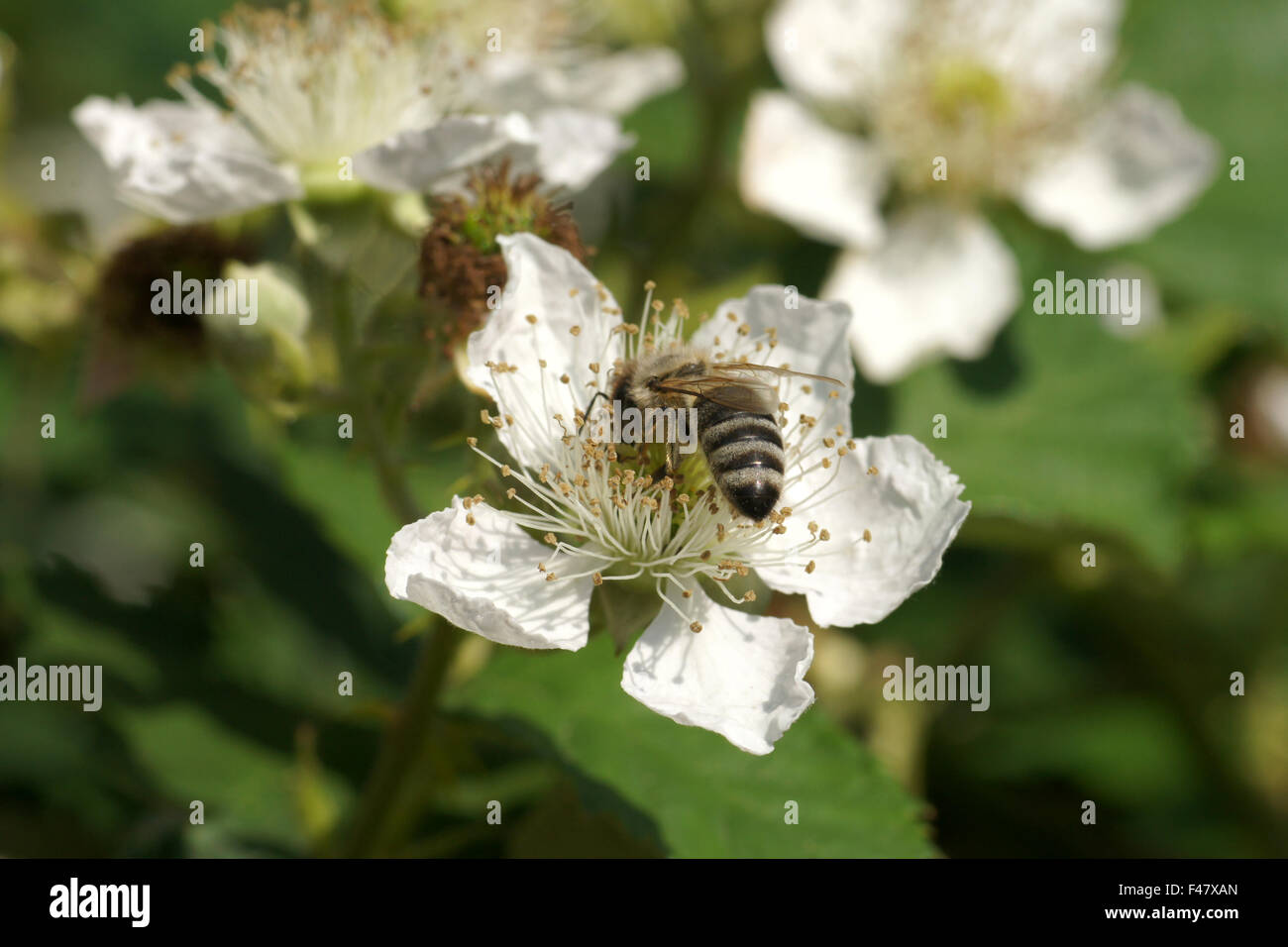 Blackberry thorns hi-res stock photography and images - Alamy