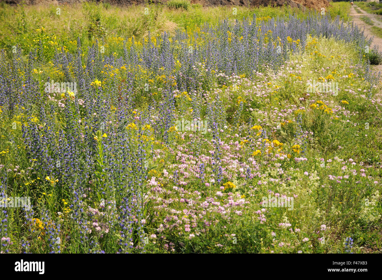 Vipers bugloss echium vulgaris hi-res stock photography and images - Alamy