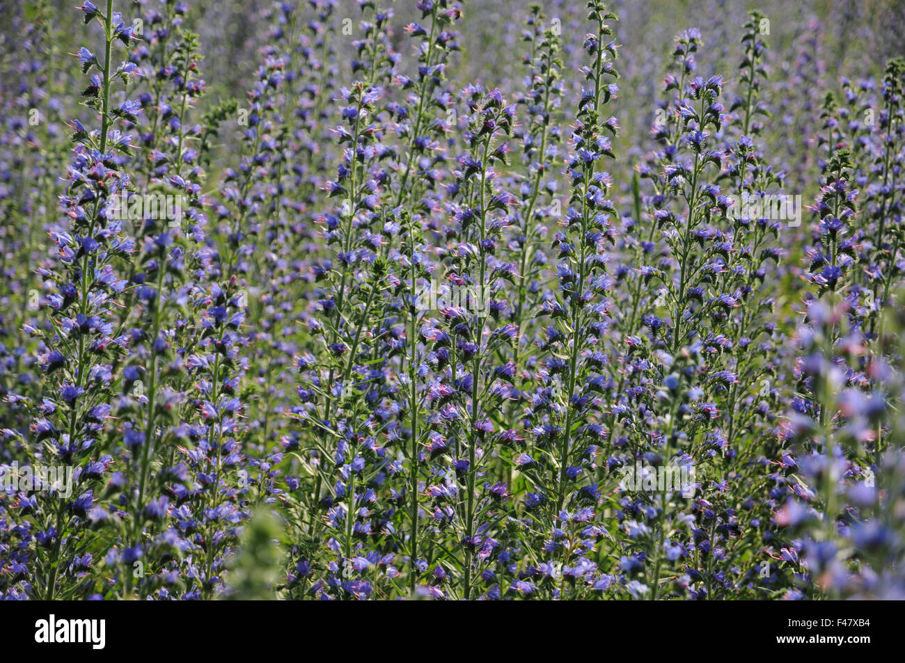 Vipers buglos echium vulgare hi-res stock photography and images - Alamy