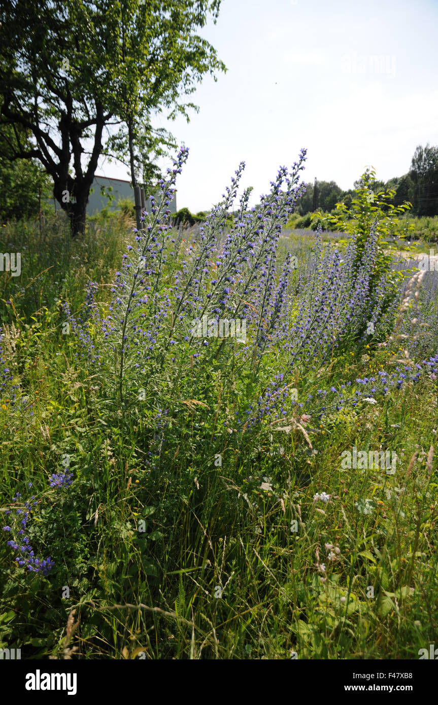 Vipers bugloss echium vulgaris hi-res stock photography and images - Alamy