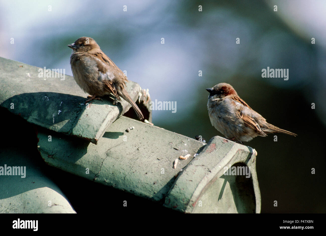Two house sparrows on a roof, Finland Stock Photo - Alamy